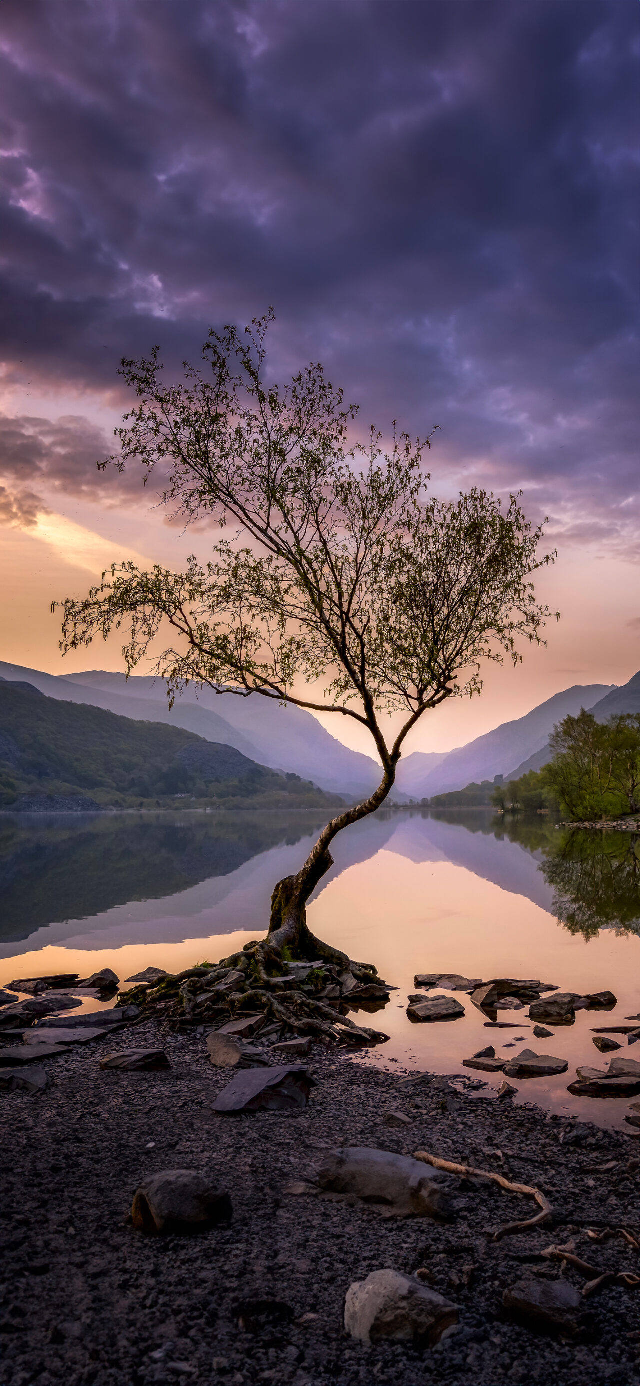 Most Popular Beautiful Tree Wallpapers