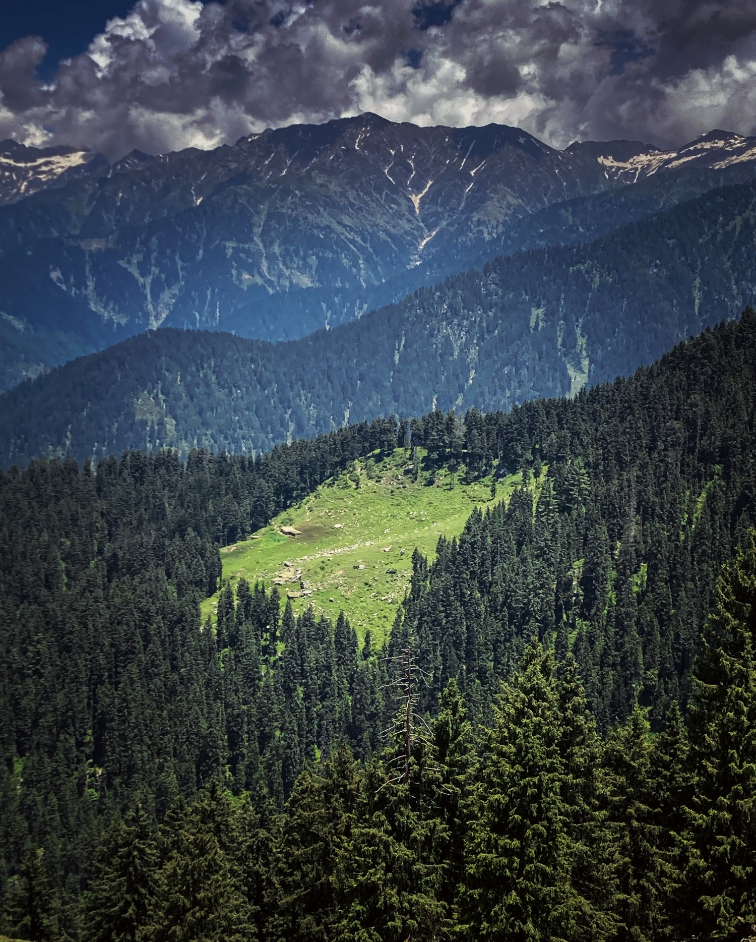 Beautiful Forest Drone Shot — Free iPhone Wallpaper (4K/HD) | 2025