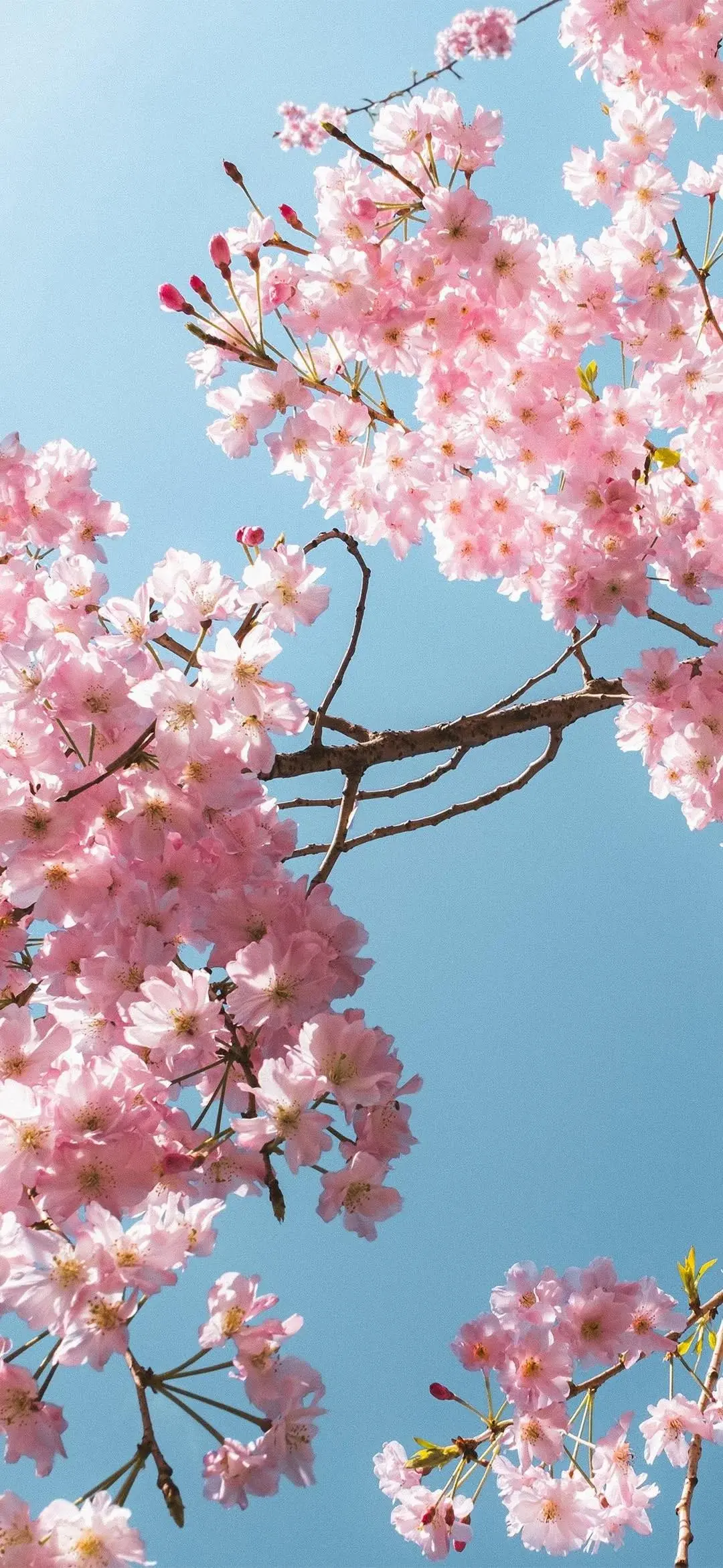 Cherry Blossoms Pink Best iPhone Wallpapers Backgrounds And ...