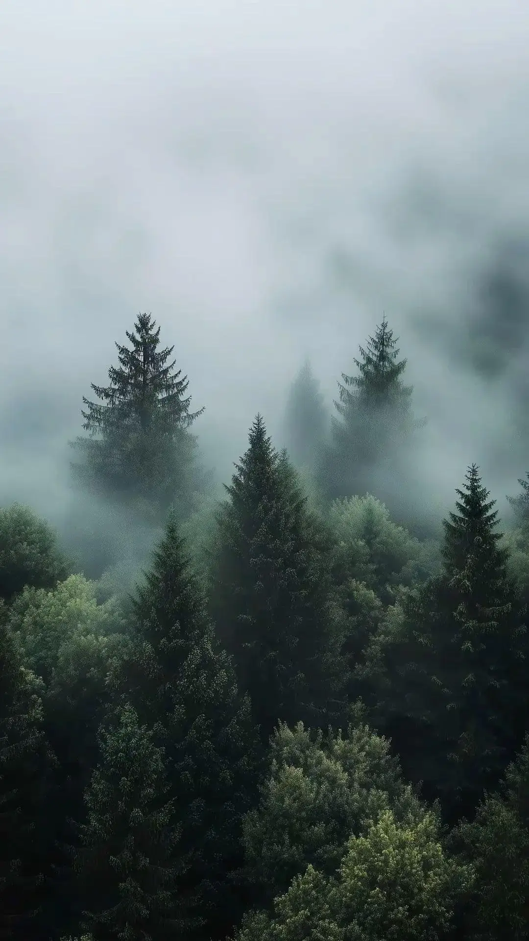 Dark Misty Forest Early Morning Vibes Aesthetic Best iPhone Wallpapers ...
