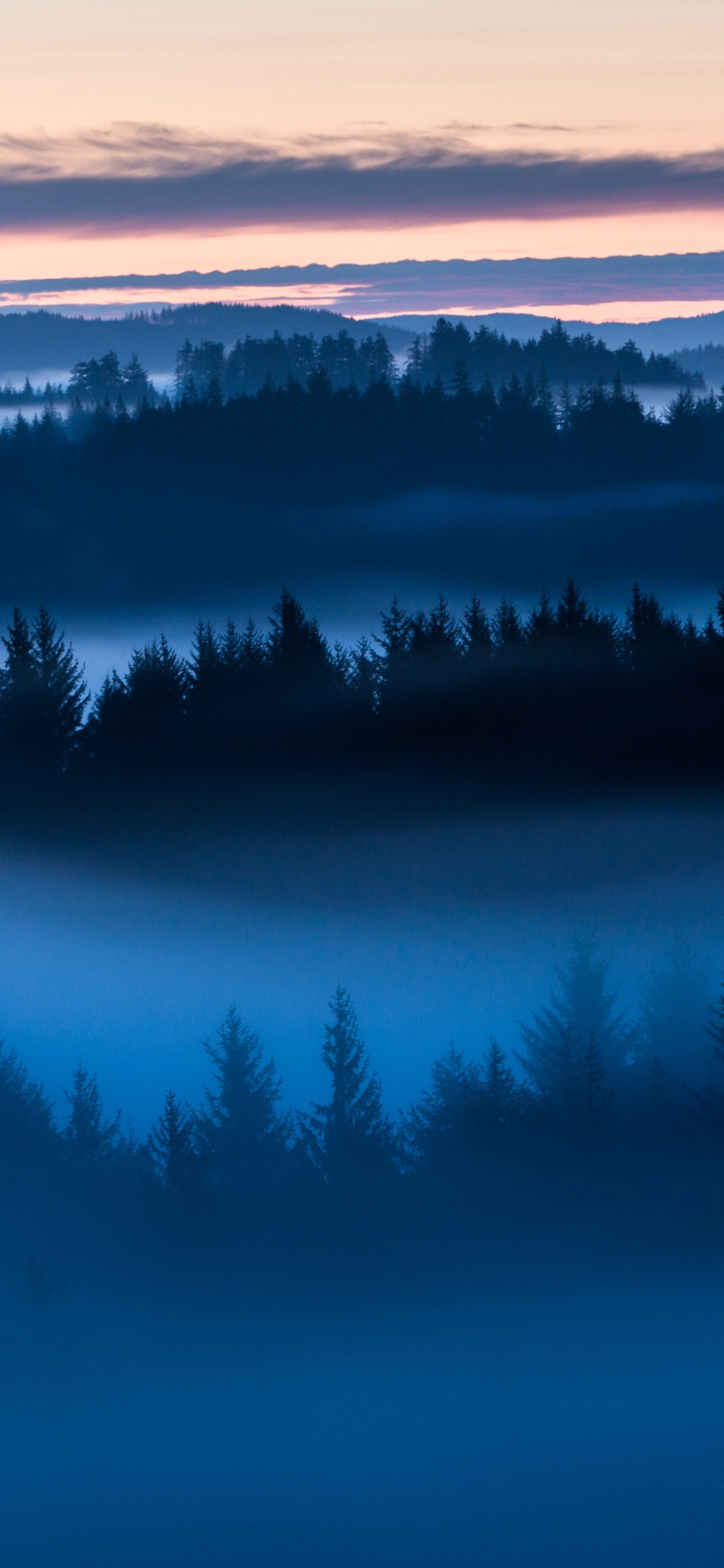 Forest Sunrise Fog — Download Free iPhone Wallpapers