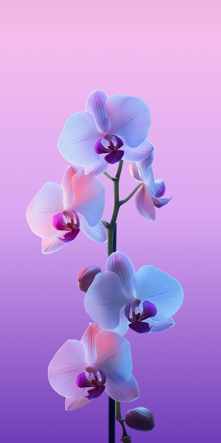 iPhone iOS Default Stock Purple Flowers Best Free Custom Wallpapers And ...