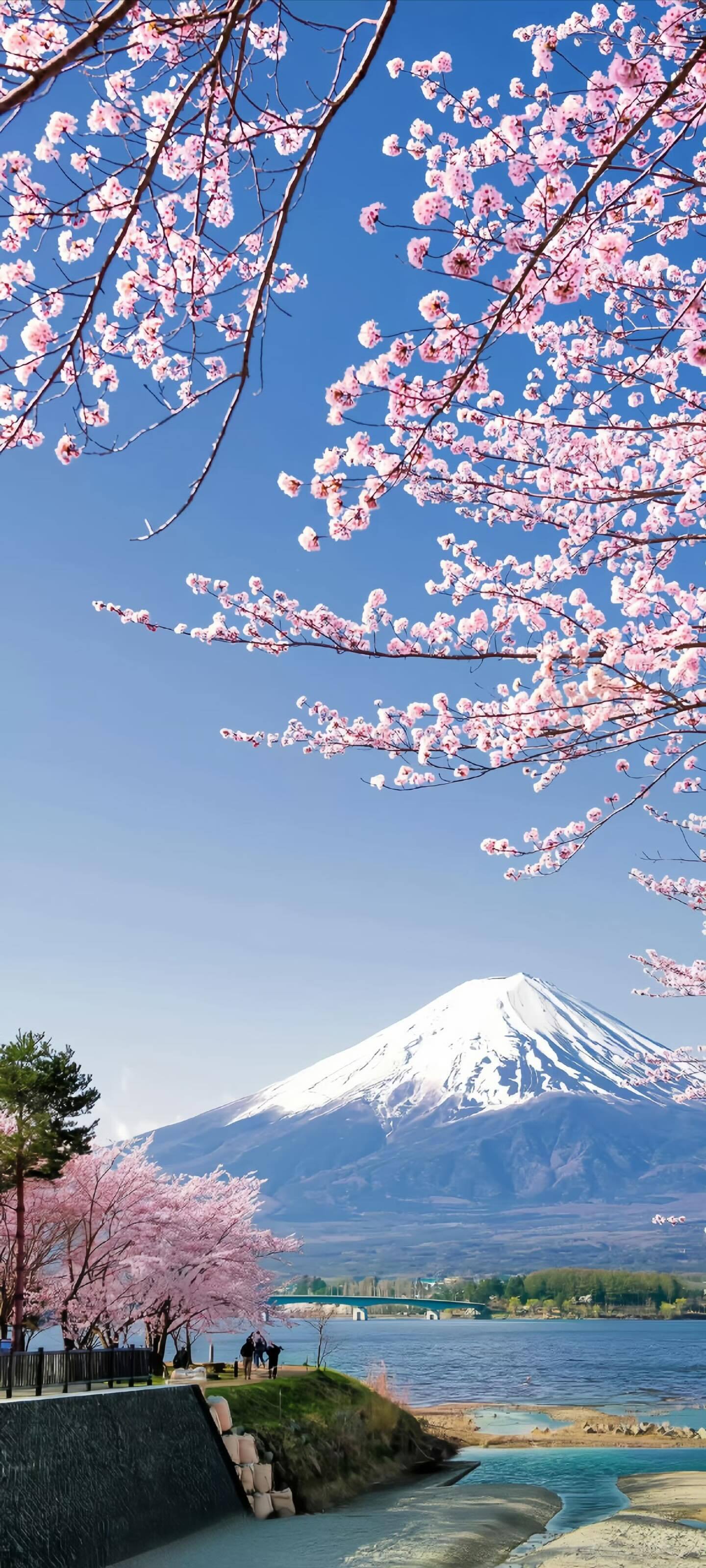 Japanese Mountains With Pink Cherry Blossoms Serene Best Depth Effect ...