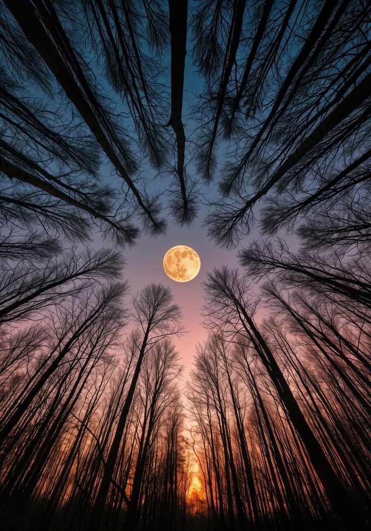 Most Popular Moon From Below Wallpapers