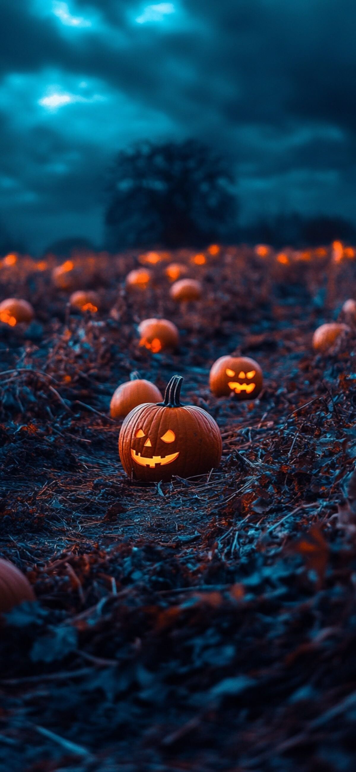Pumpkins In A Pumpkin Field Dark Best Halloween Fall Seasonal Autumn ...