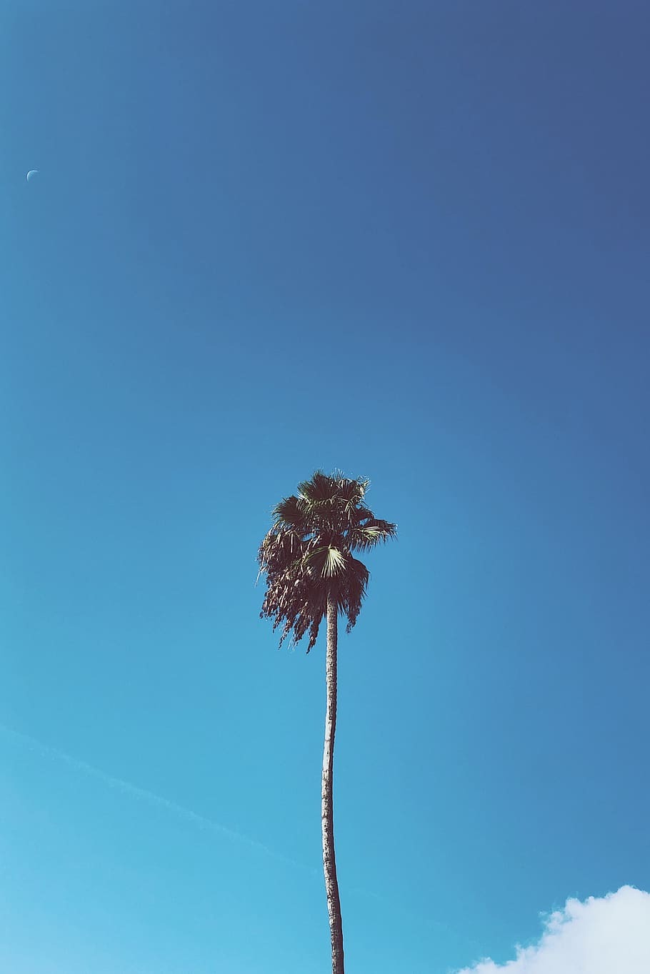 United States Pasadena California Blue Clouds Palm Tree — Free iPhone ...