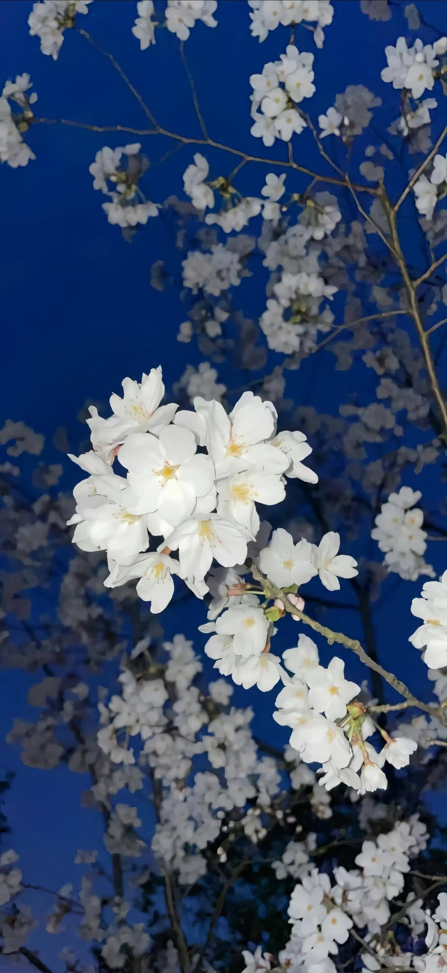 White Flowers Best Depth Effect 3D Wallpapers And Backgrounds For Apple ...