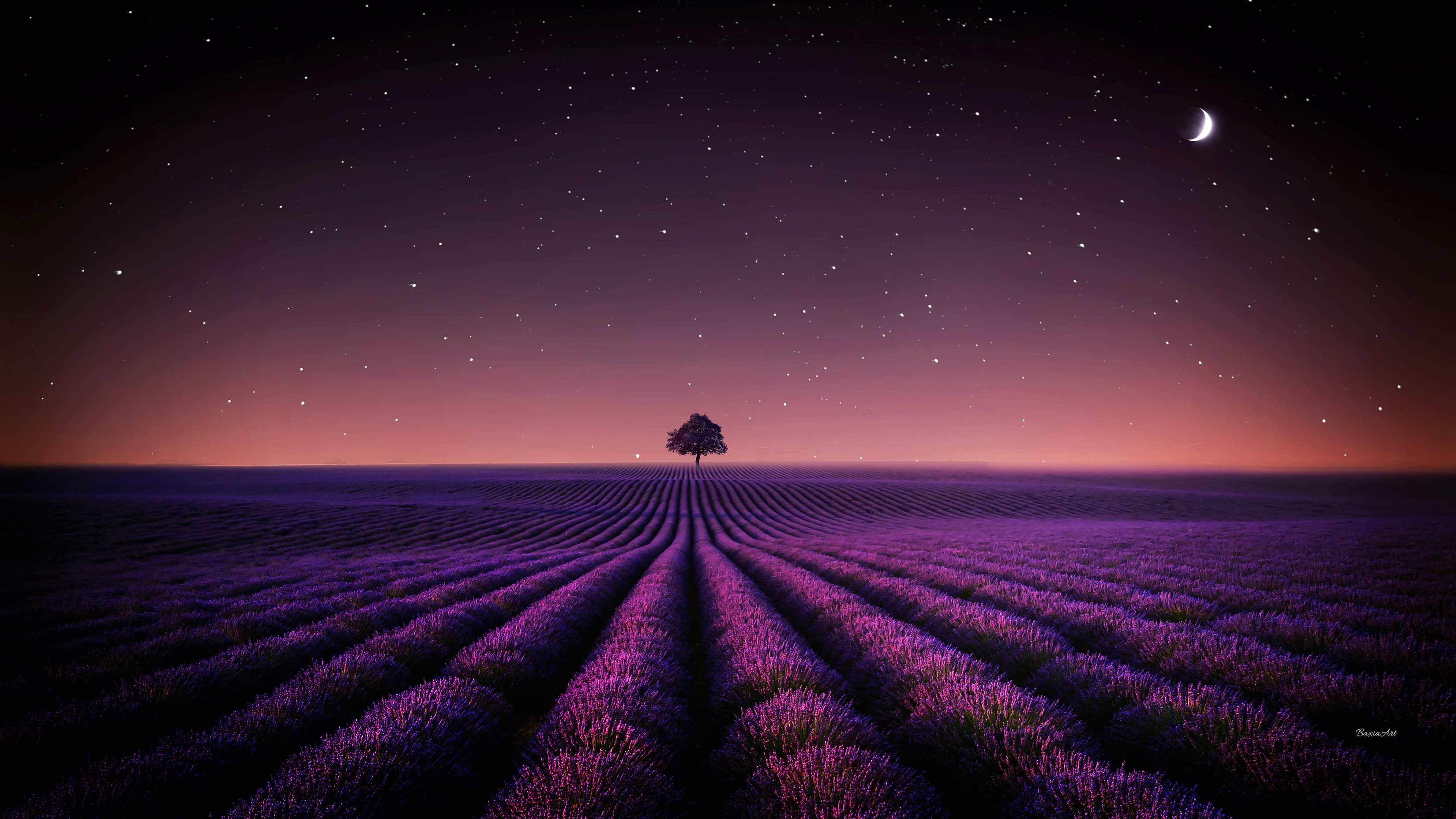 Lavender Fields — Free Mac or PC Wallpaper (4K/HD) | 2025