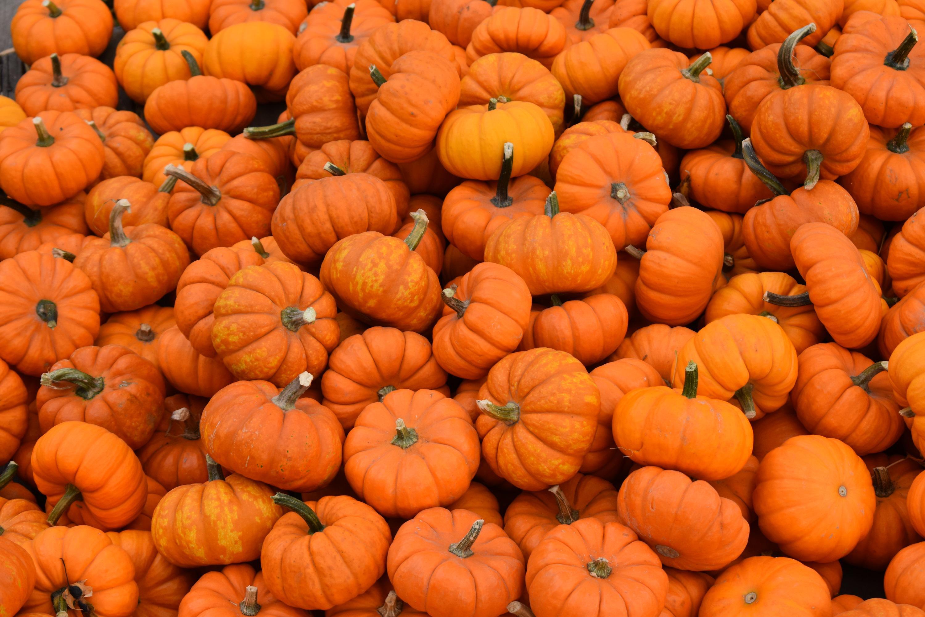 Orange Pumpkins Best HD 4K Liquid Glass Wallpapers For macOS 26 Tahoe ...